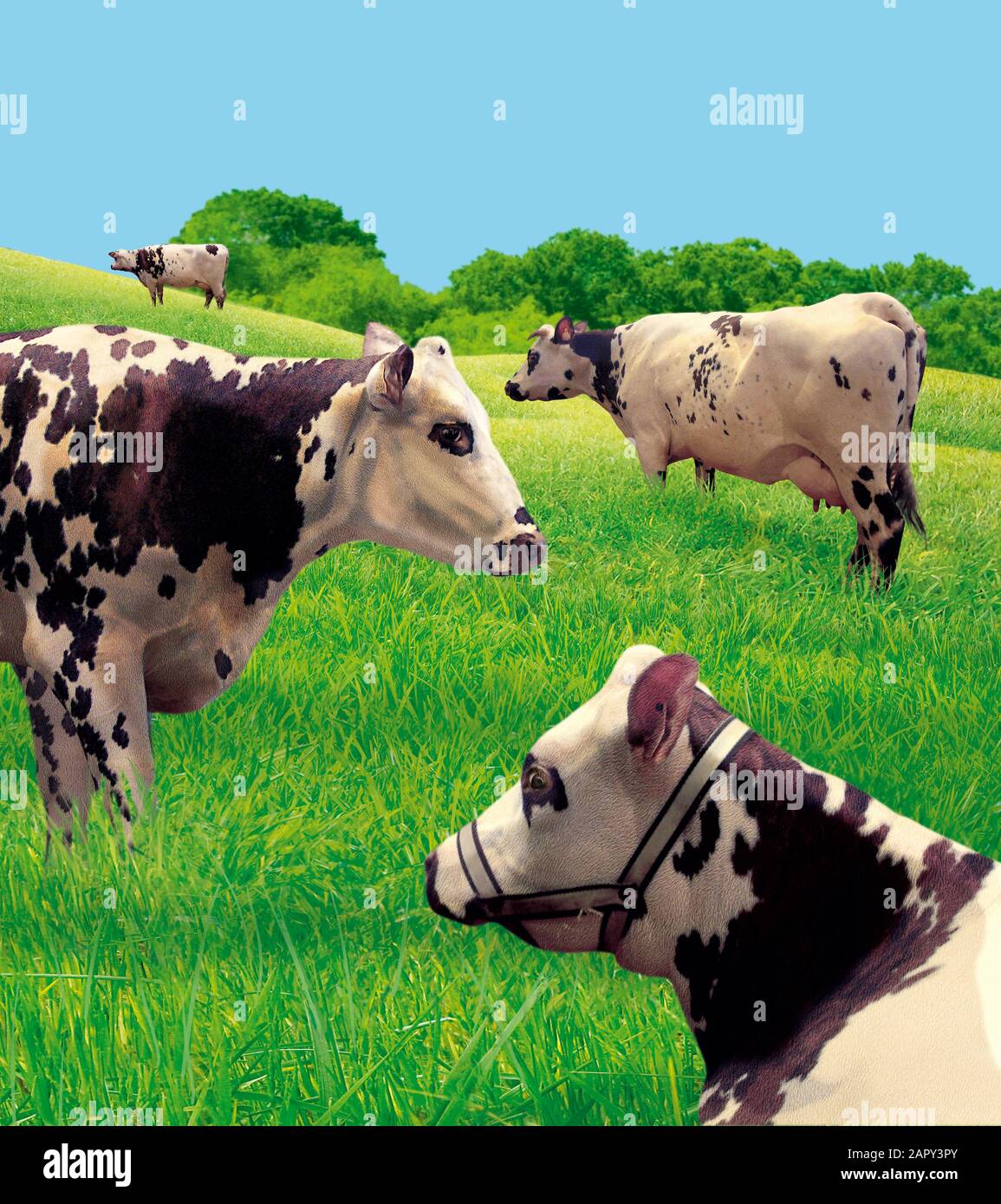 Cow illustration realistic design Stock Photo - Alamy