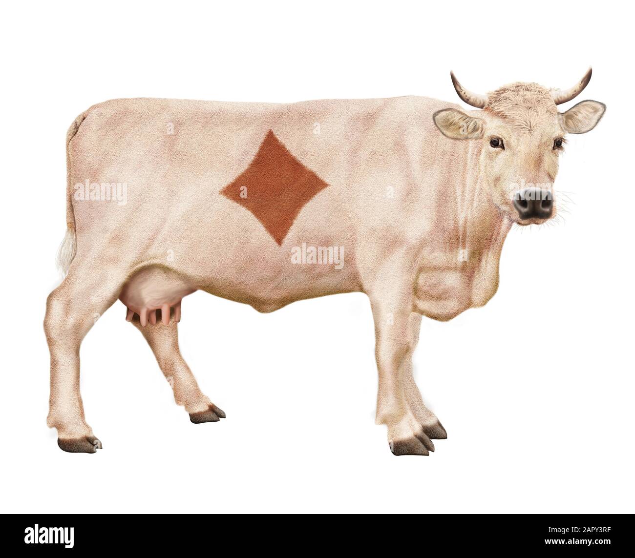 Cow illustration realistic design Stock Photo - Alamy