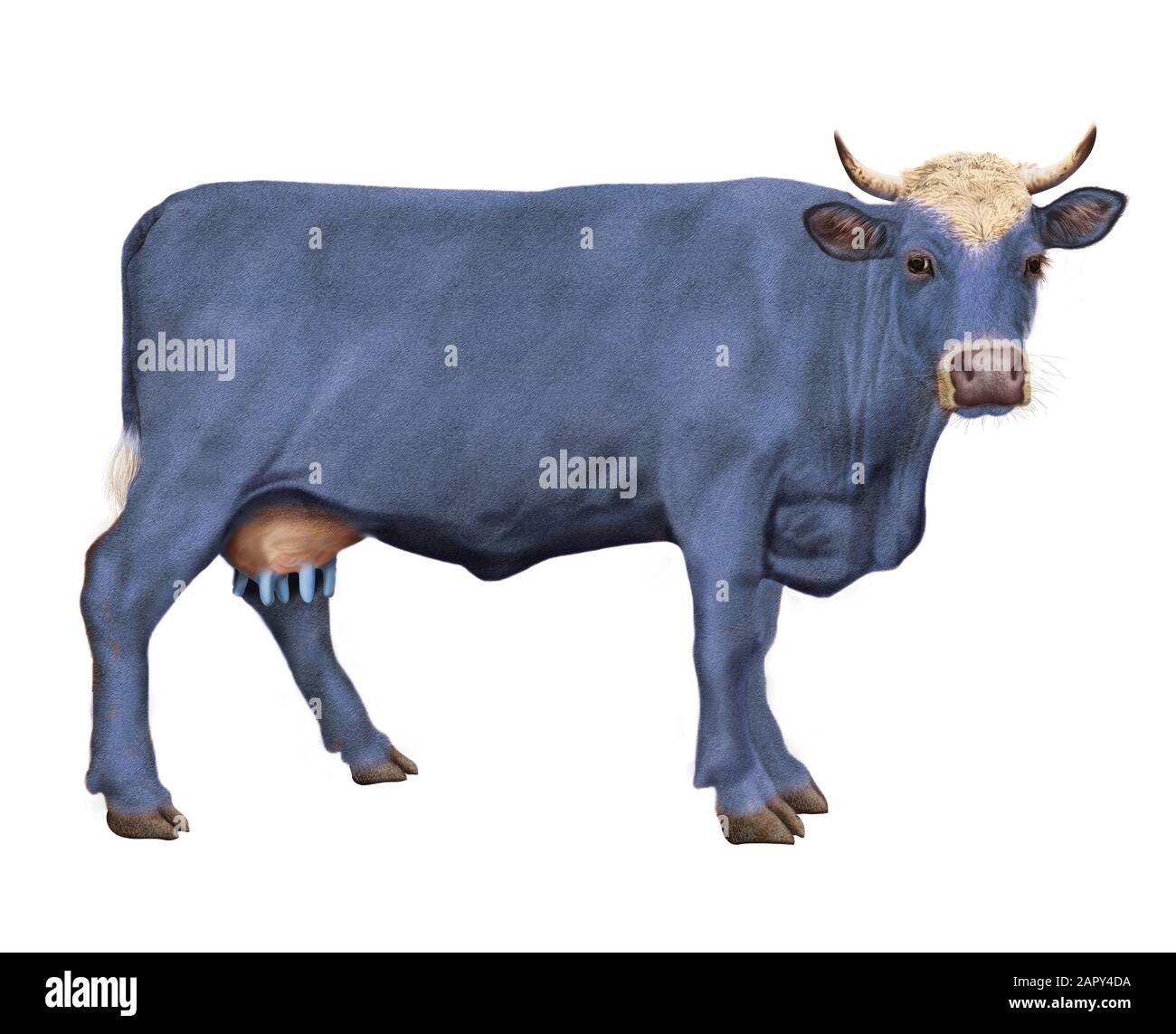 Cow illustration realistic design Stock Photo - Alamy