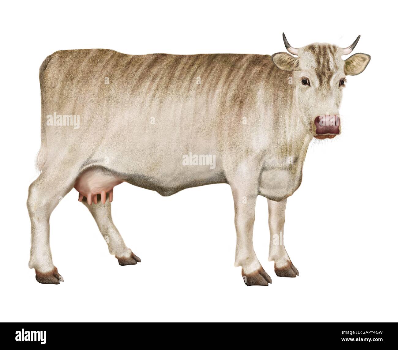 Cow illustration realistic design Stock Photo - Alamy