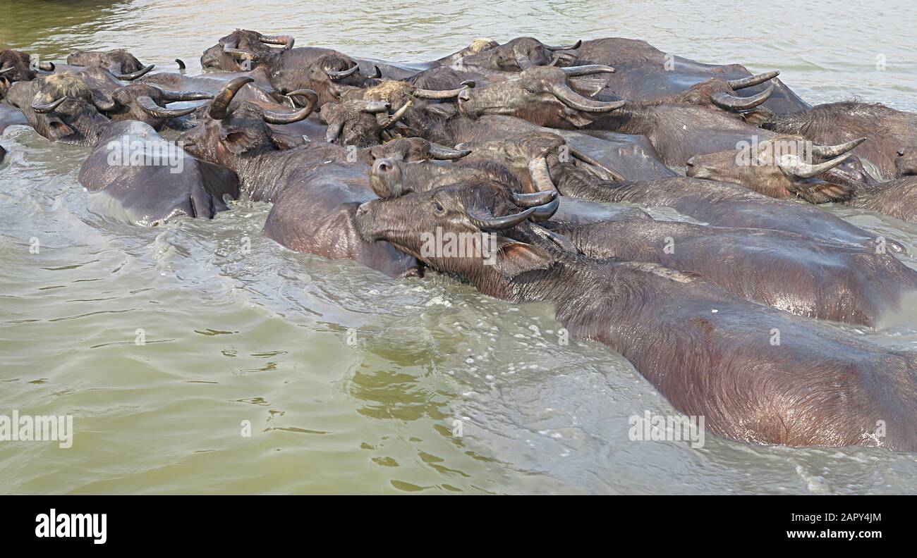 Buffalo Crossing High Resolution Stock Photography and Images - Alamy