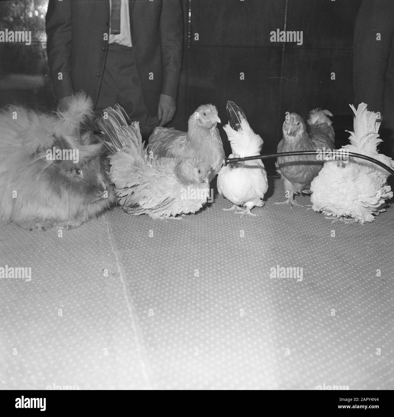 Ornis exhibition hi-res stock photography and images - Alamy