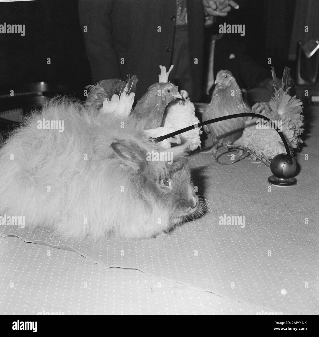 Ornis exhibition hi-res stock photography and images - Alamy