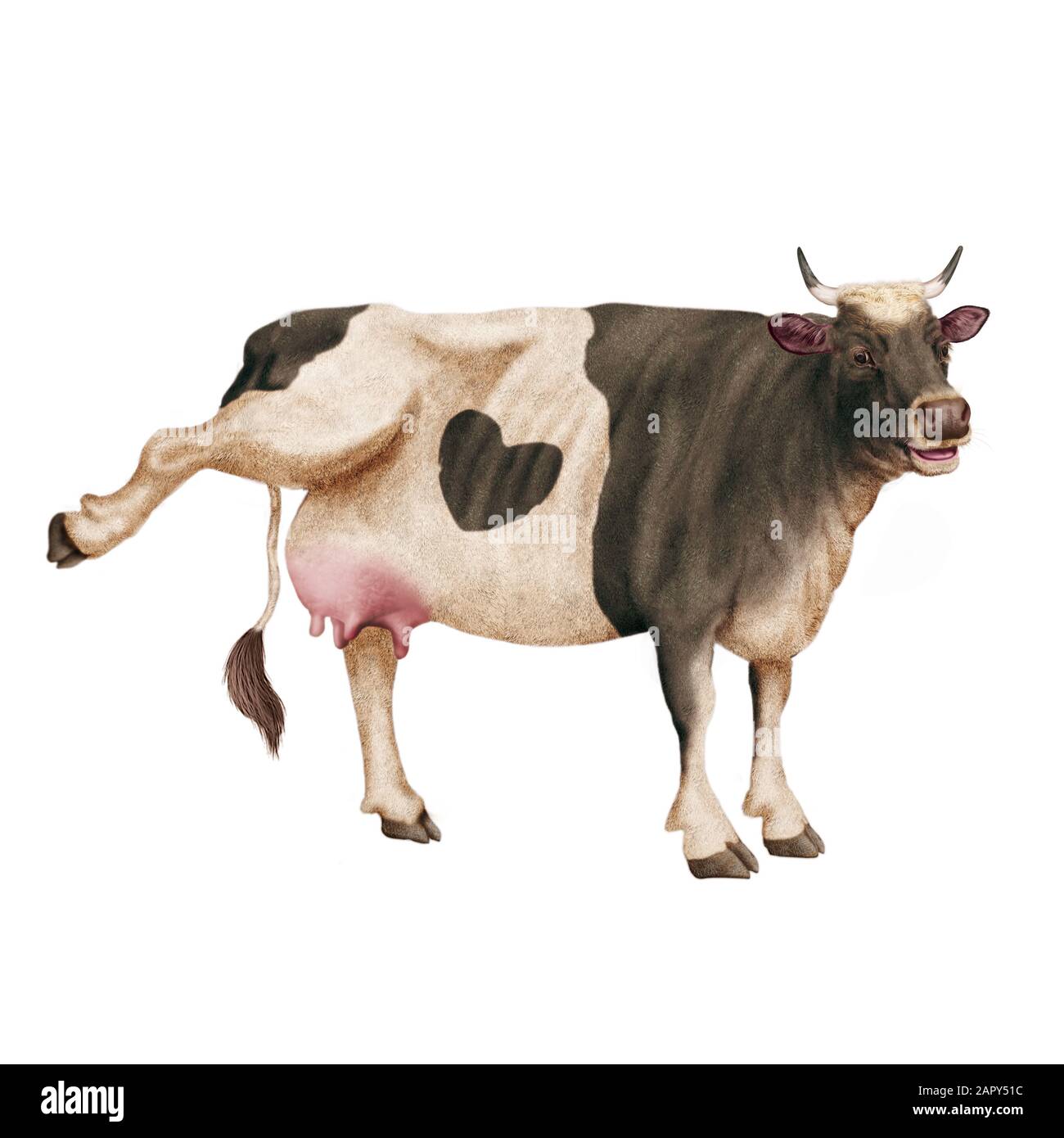 Cow illustration realistic design Stock Photo - Alamy