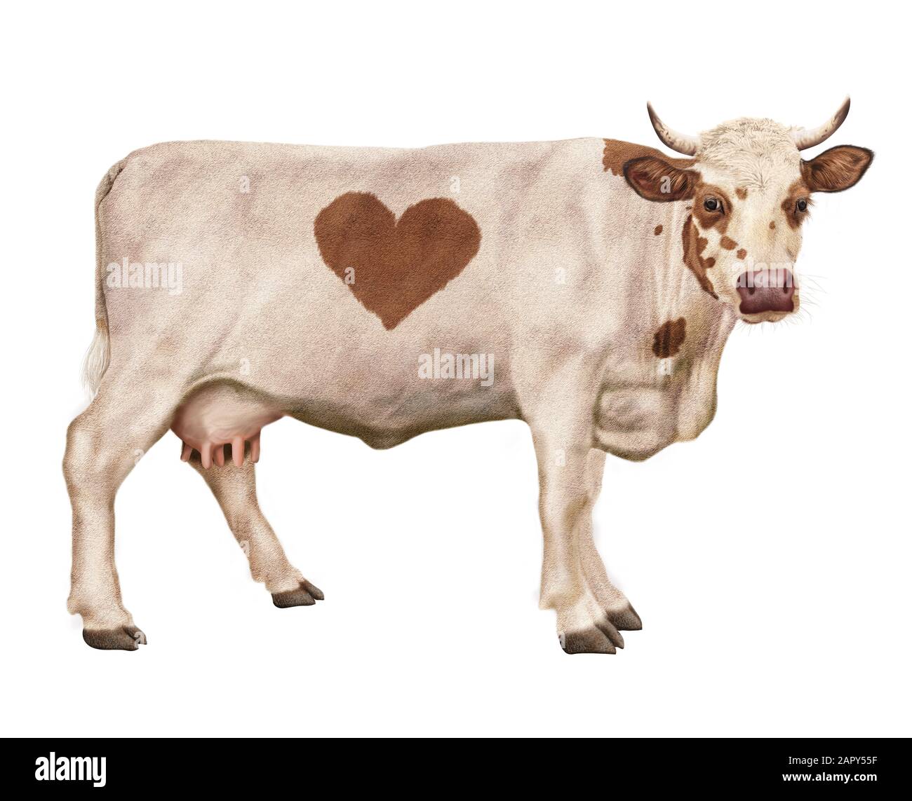 Cow illustration realistic design Stock Photo - Alamy