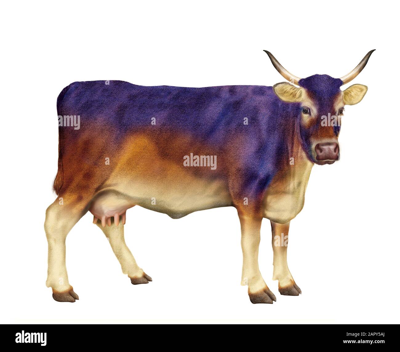Cow illustration realistic design Stock Photo - Alamy