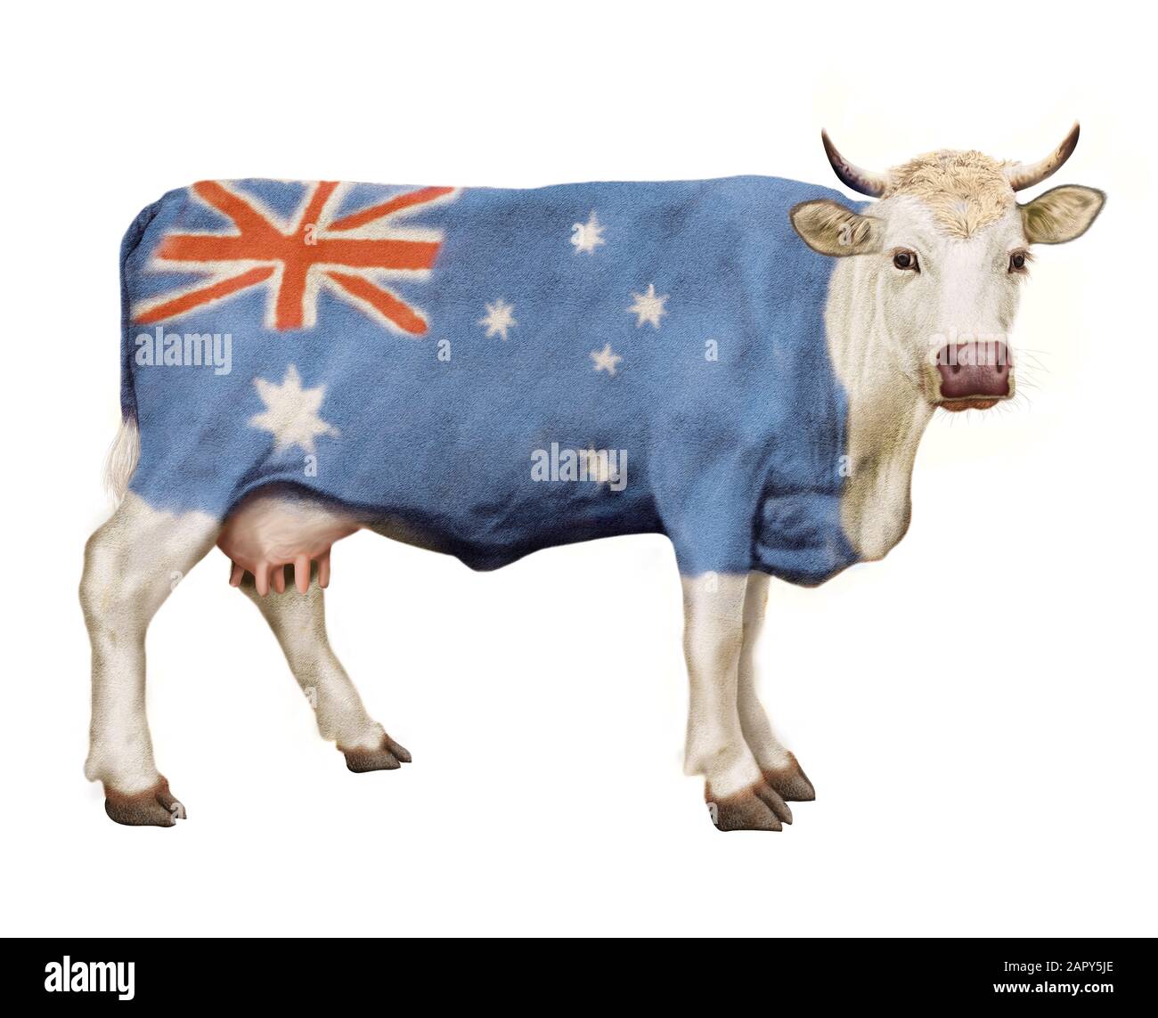Cow illustration realistic design Stock Photo - Alamy