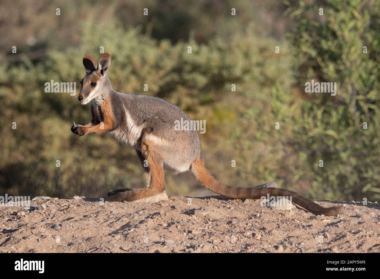 Side view of a Yellow-footed Rock Wallaby (Petrogale xanthopus ...