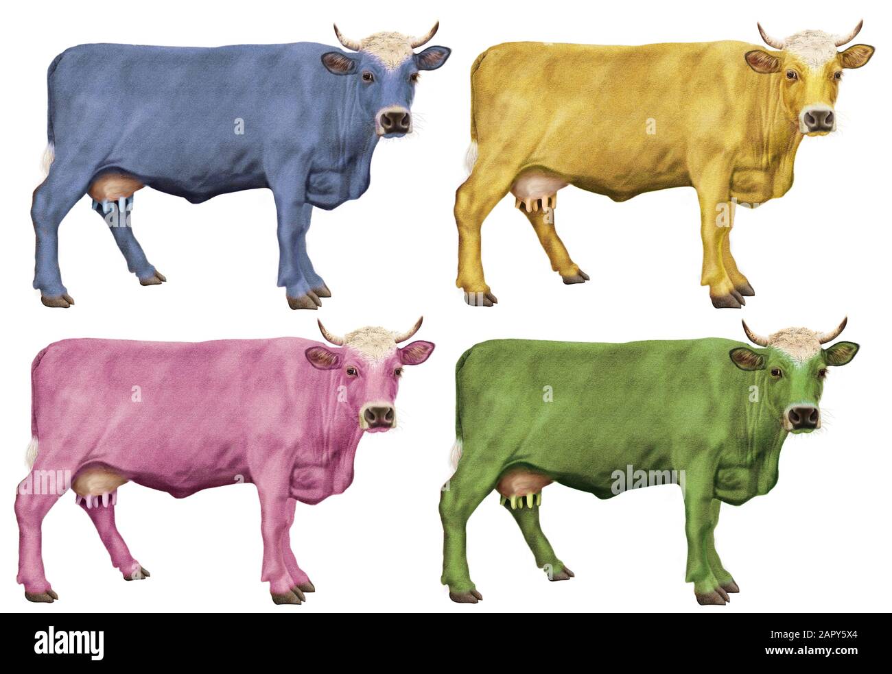 Cow illustration realistic design Stock Photo - Alamy