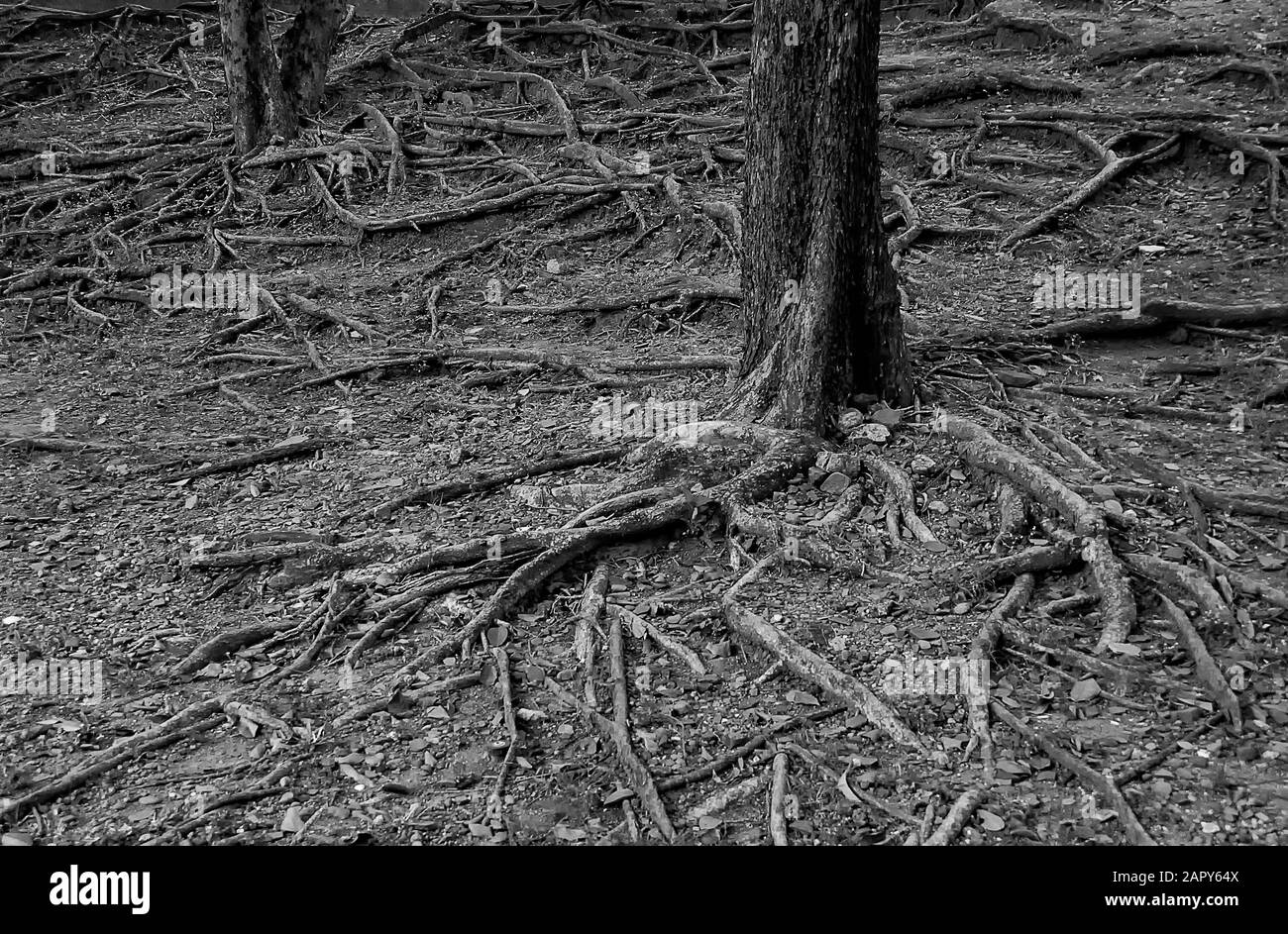 Tree roots exposed above the ground Stock Photo - Alamy