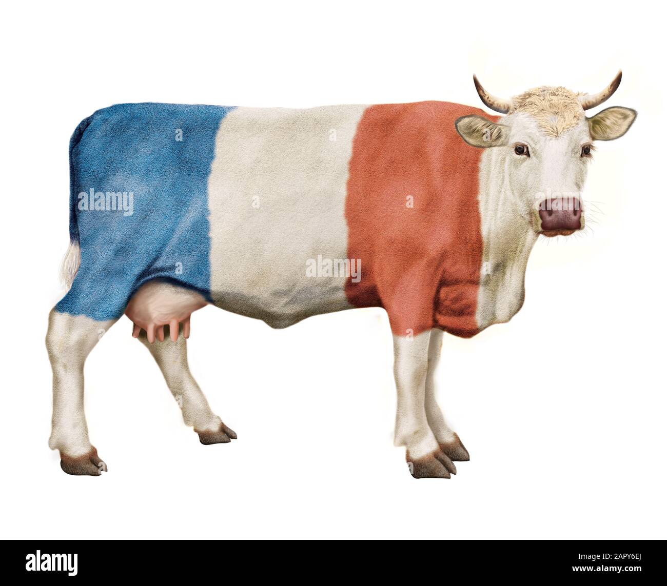 Cow illustration realistic design Stock Photo - Alamy