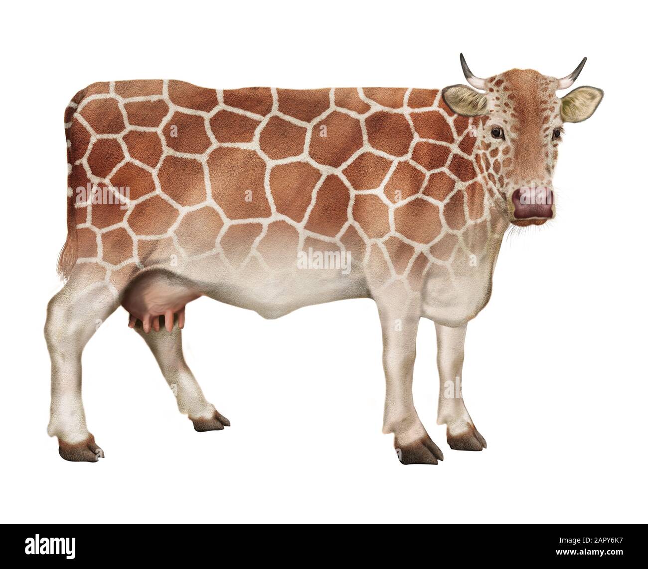 Cow illustration realistic design Stock Photo - Alamy