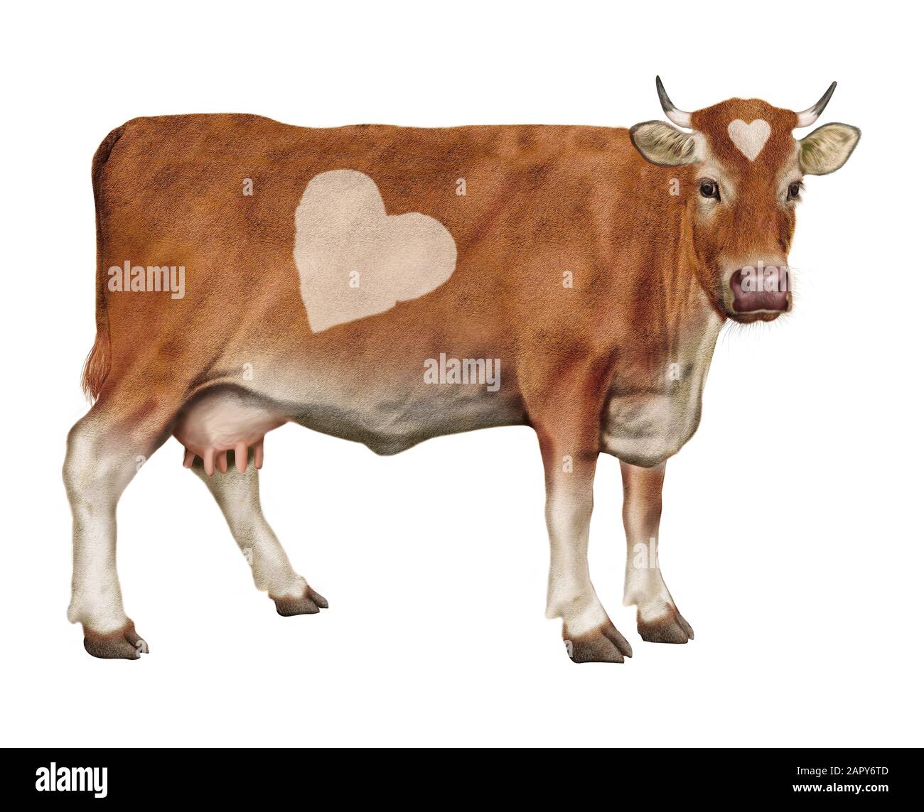 Cow illustration realistic design Stock Photo - Alamy