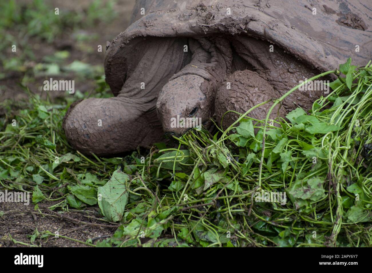 Indian mud turtle hi-res stock photography and images - Alamy