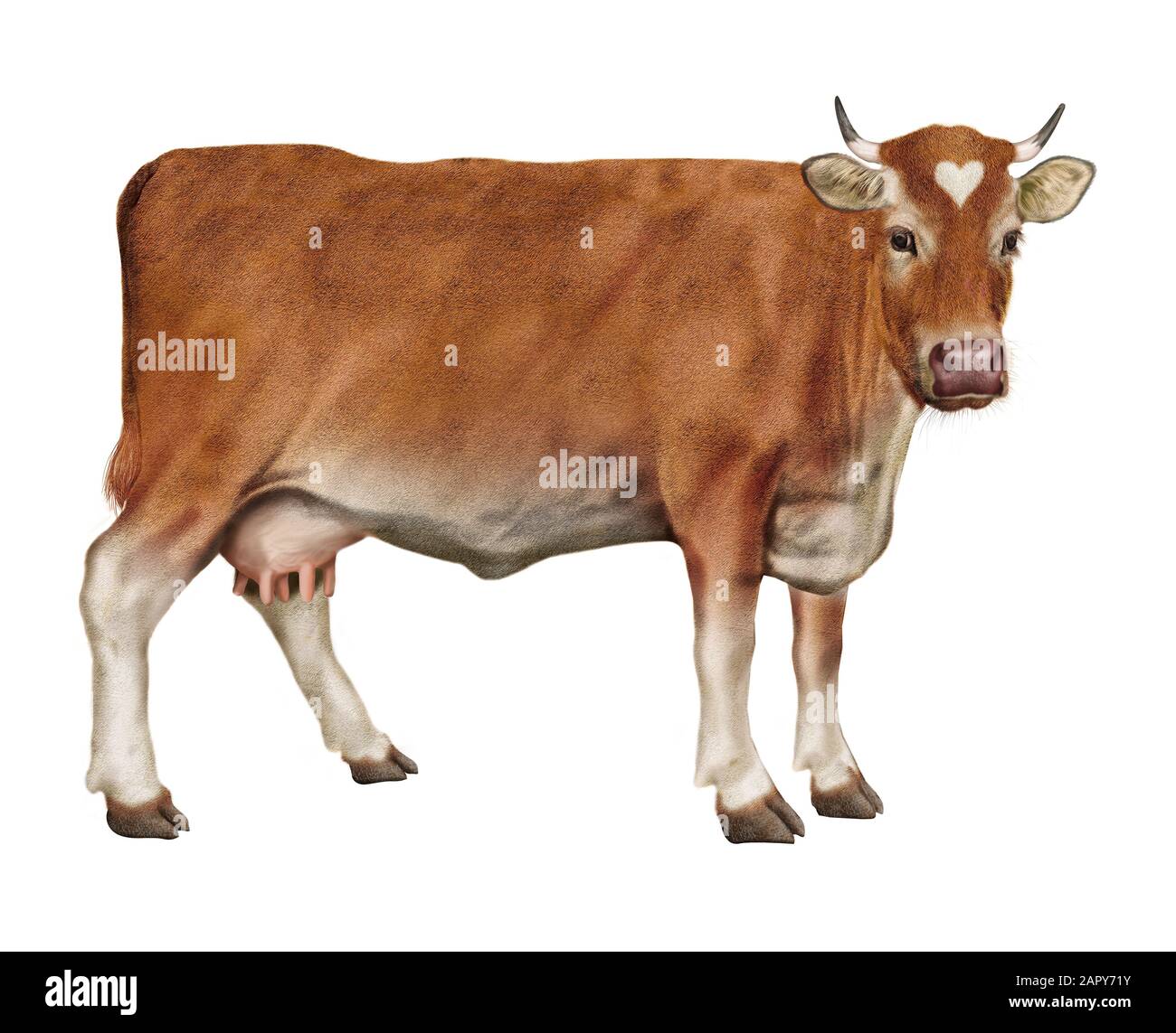 Cow illustration realistic design Stock Photo - Alamy