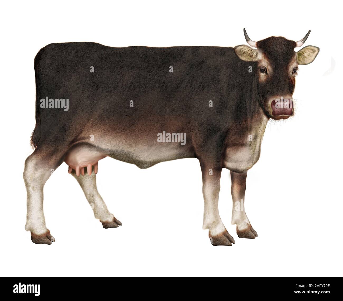 Cow illustration realistic design Stock Photo - Alamy