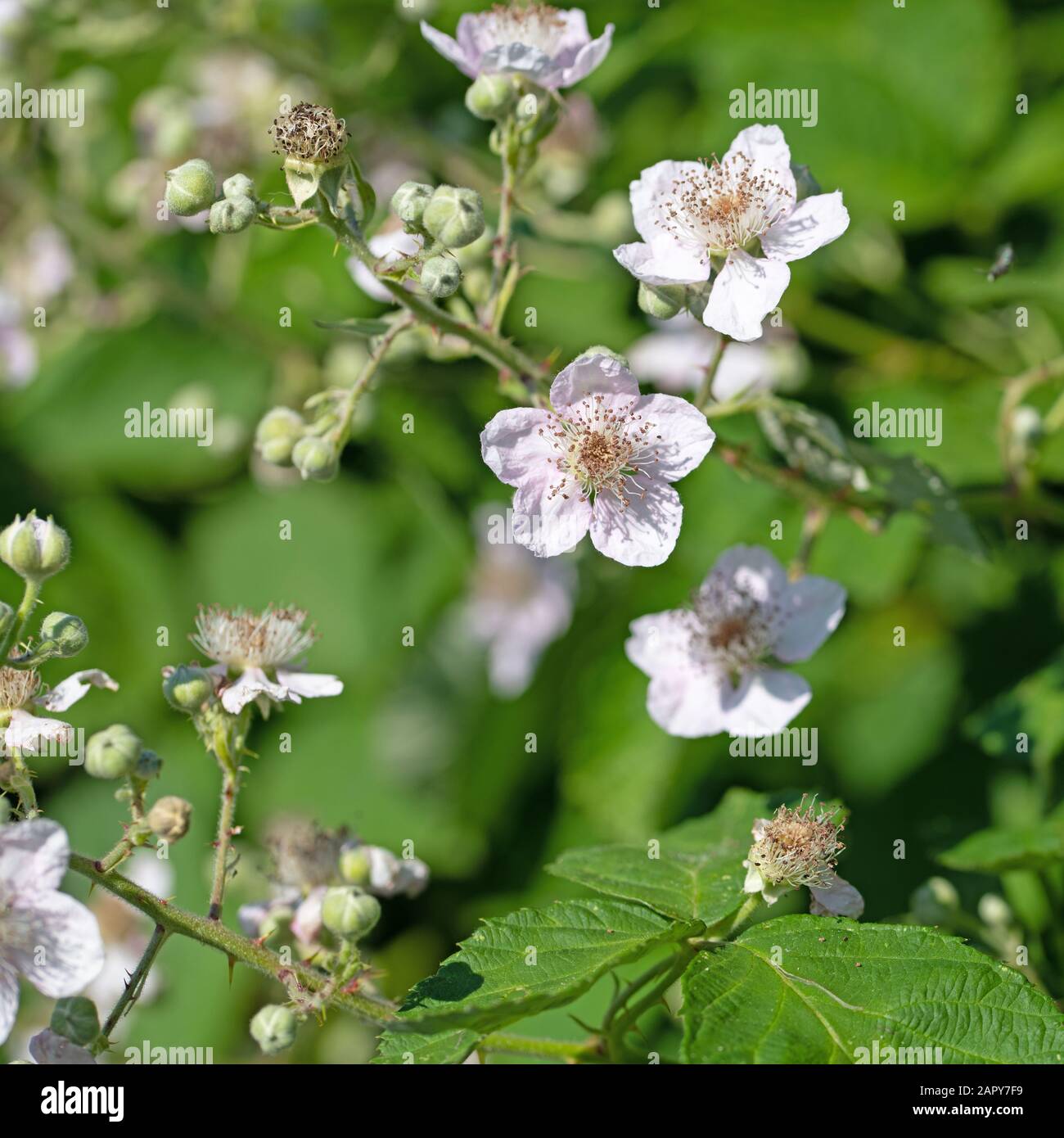 Flowering blackberries, Rubus sectio Rubus Stock Photo - Alamy