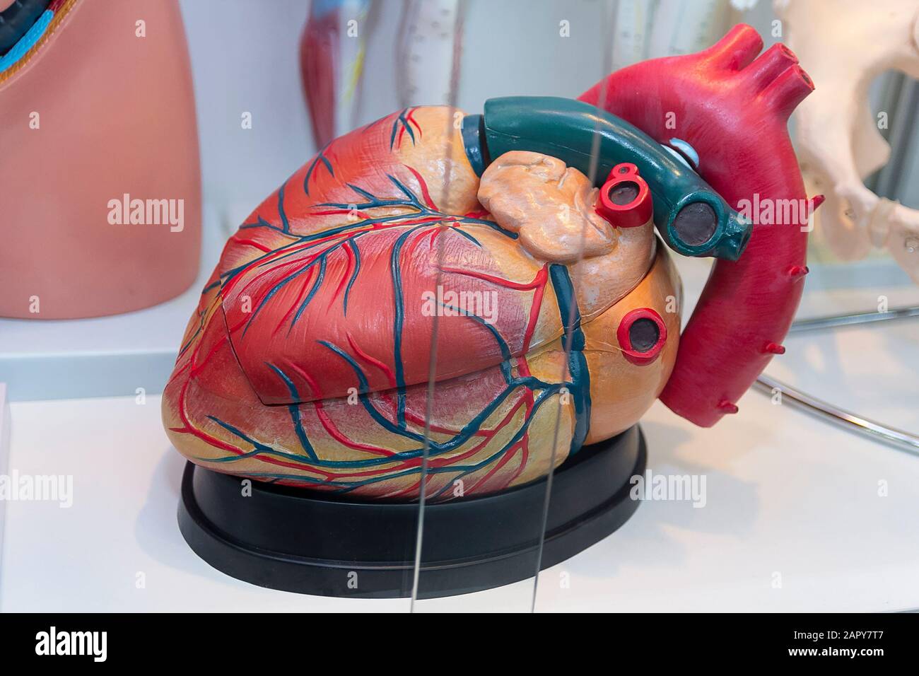 Cardiovascular system model hi-res stock photography and images - Alamy