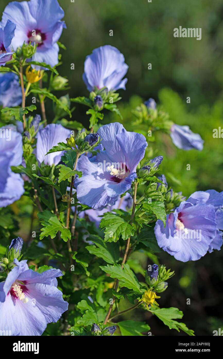Blue Hibiscus High Resolution Stock Photography and Images - Alamy