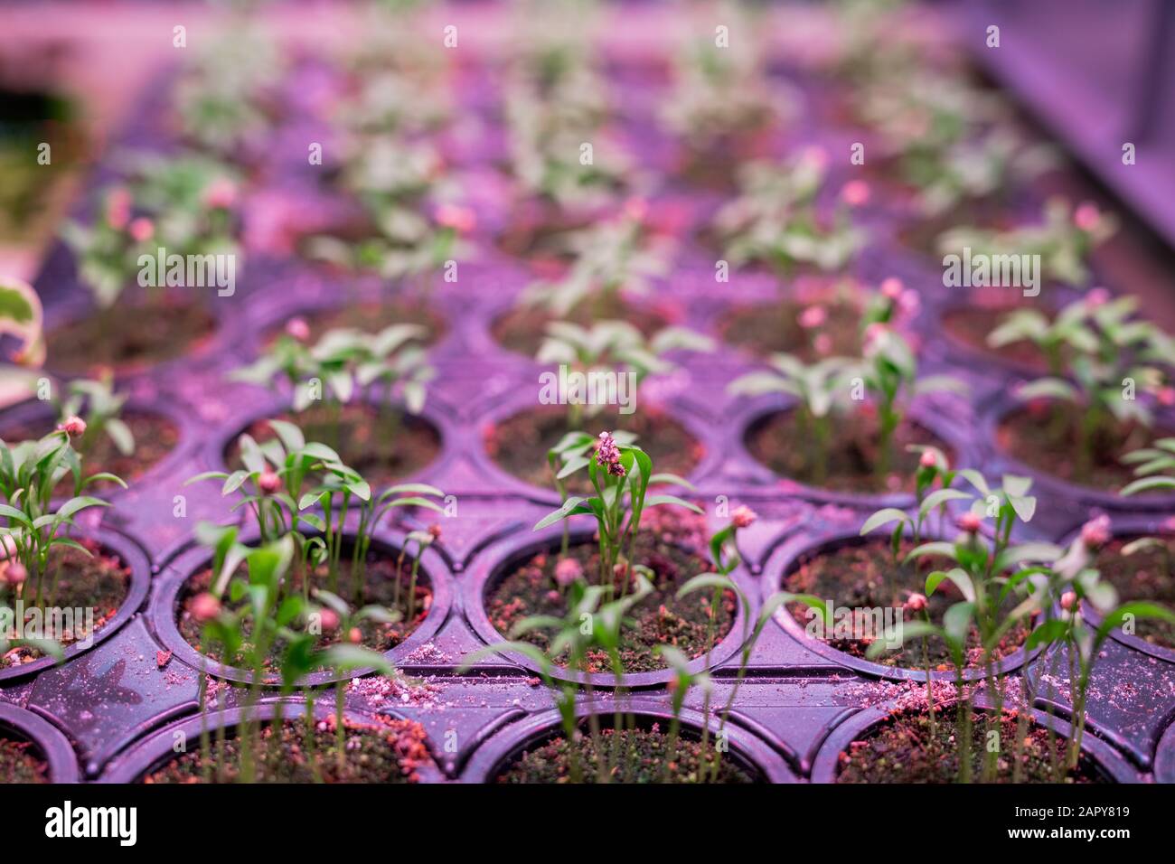 Seedling leaf hi-res stock photography and images - Alamy