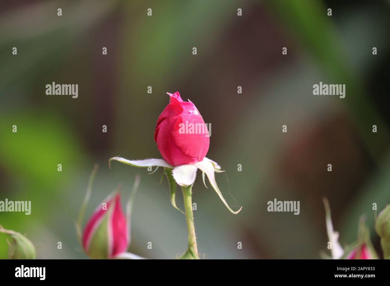 Sprinkling flower hi-res stock photography and images - Alamy