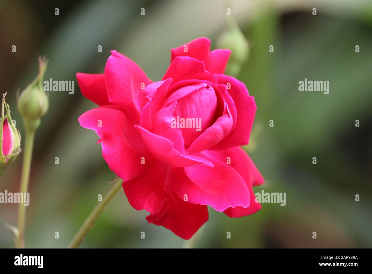 pink rose flower on a green background. In the tropical garden Stock ...