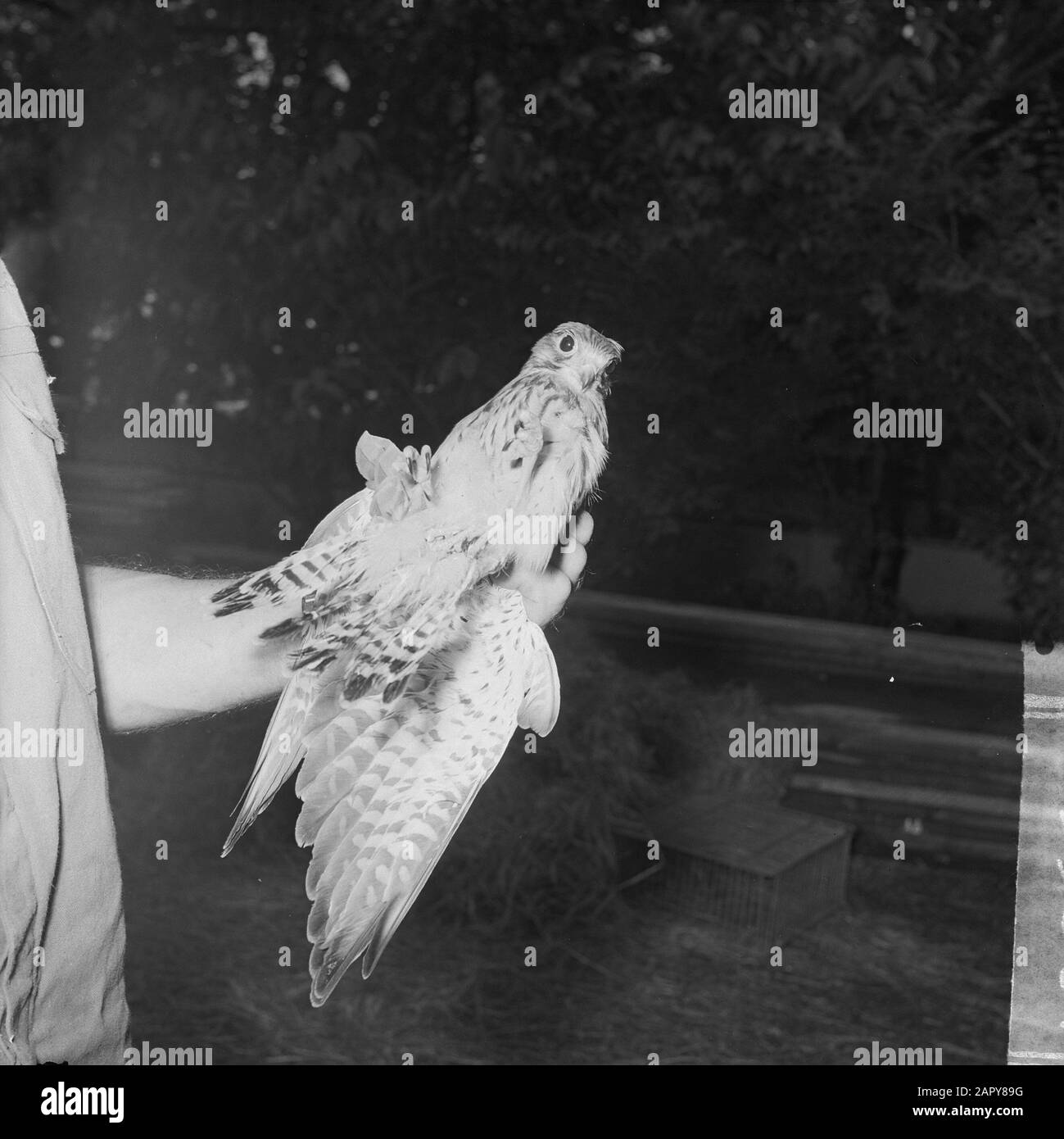 Study bird species found Black and White Stock Photos & Images - Alamy
