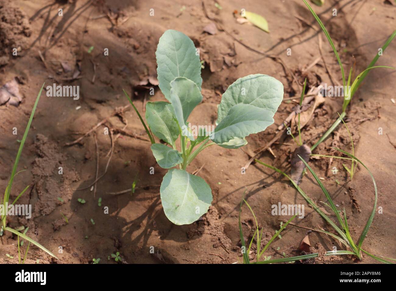 cabbage plant on a sandy background. In the tropical farm Stock Photo ...