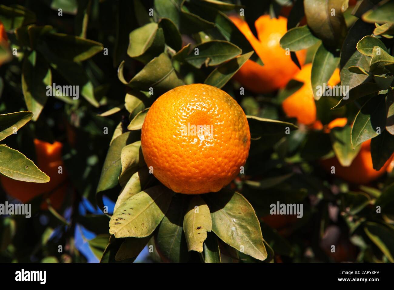 The orange tree in village Monagri, Cyprus Stock Photo - Alamy