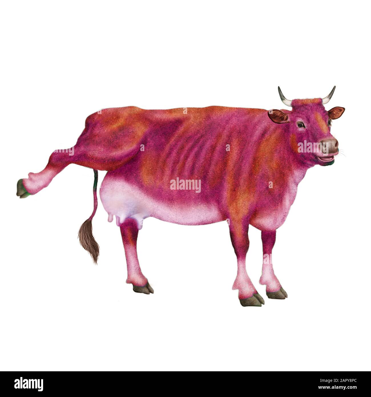 Cow illustration realistic design Stock Photo - Alamy