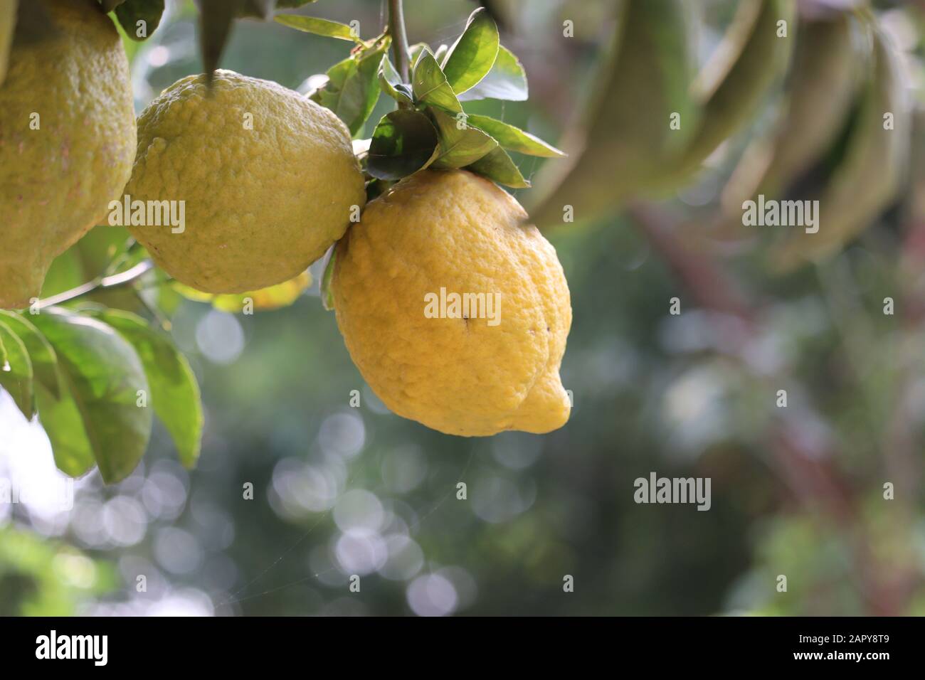 Lime harvest tree hi-res stock photography and images - Alamy