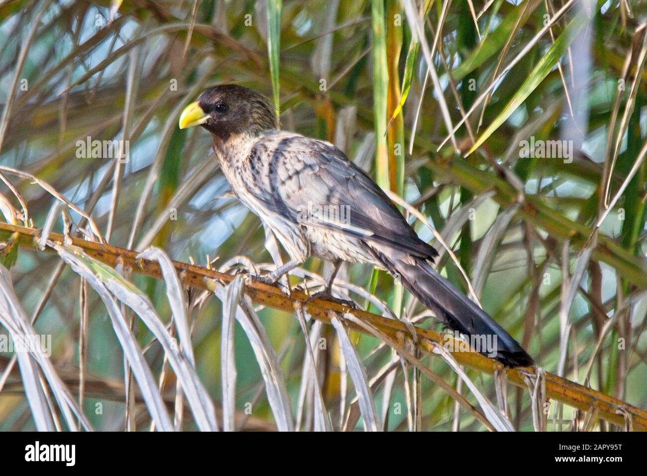 Western Grey Plantain-eater (Crinifer piscator) in a palm tree, Gambia ...
