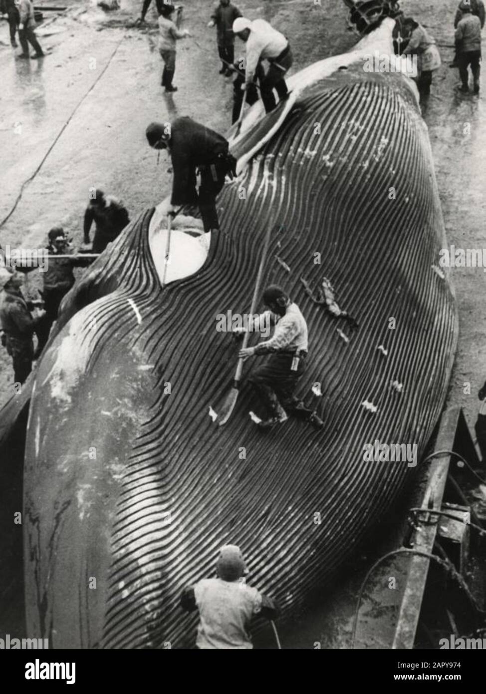Whaling. Whaling in the Arctic Ocean. Processing of a caught whale on ...