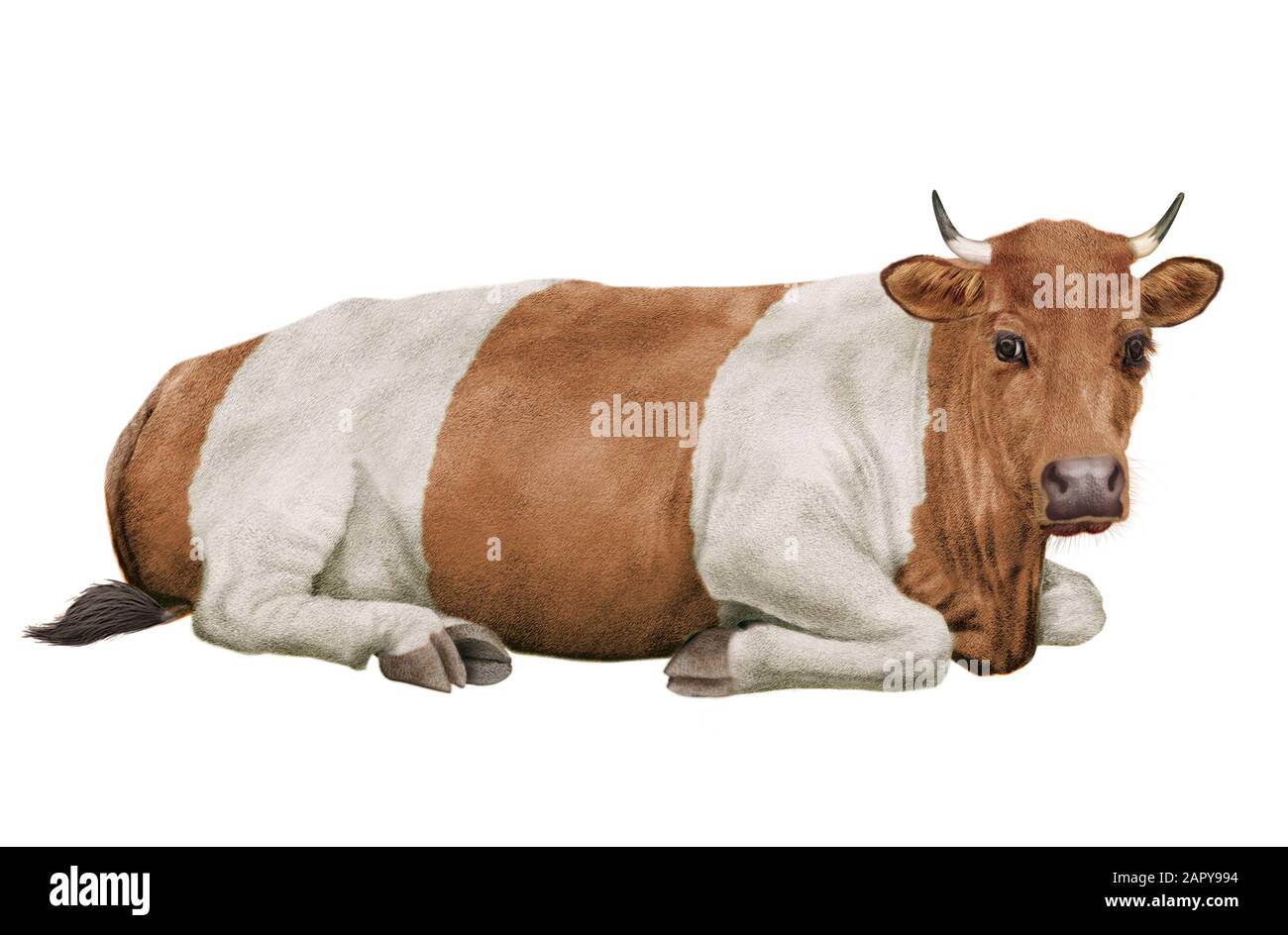 Cow illustration realistic design Stock Photo - Alamy