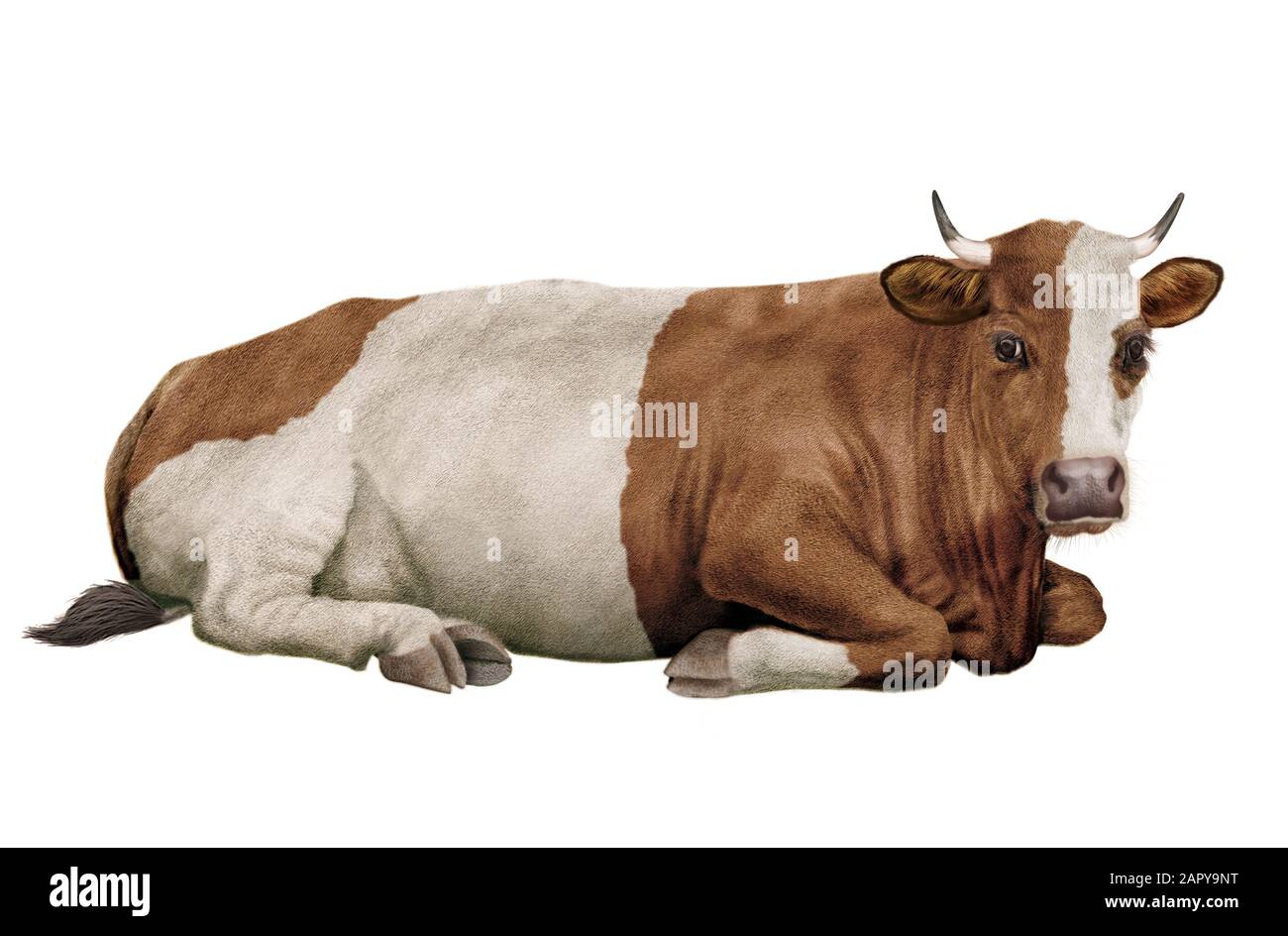 Cow illustration realistic design Stock Photo - Alamy