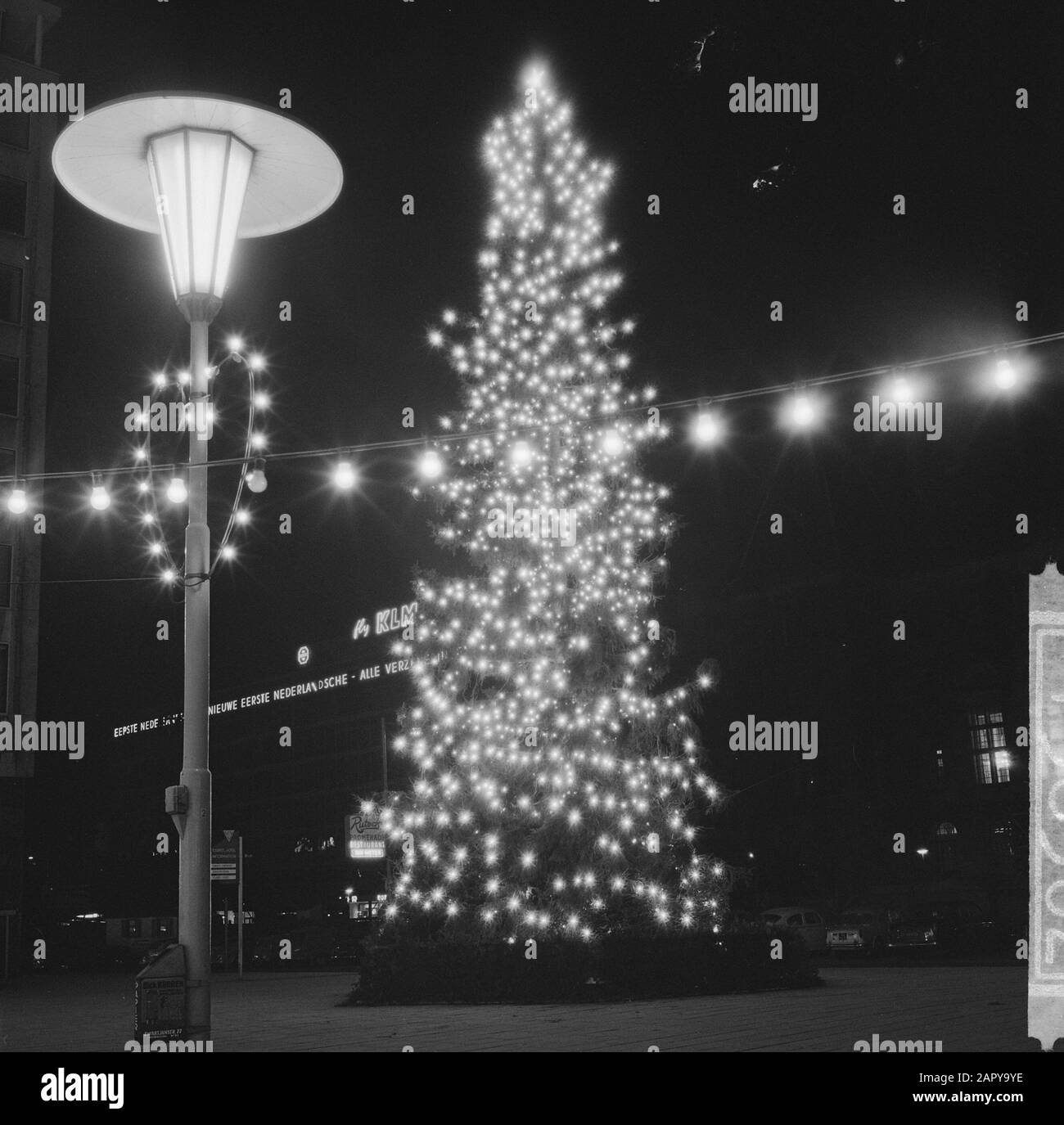 Norwegian Christmas tree for Rotterdam. Saturday lighting lit on ...