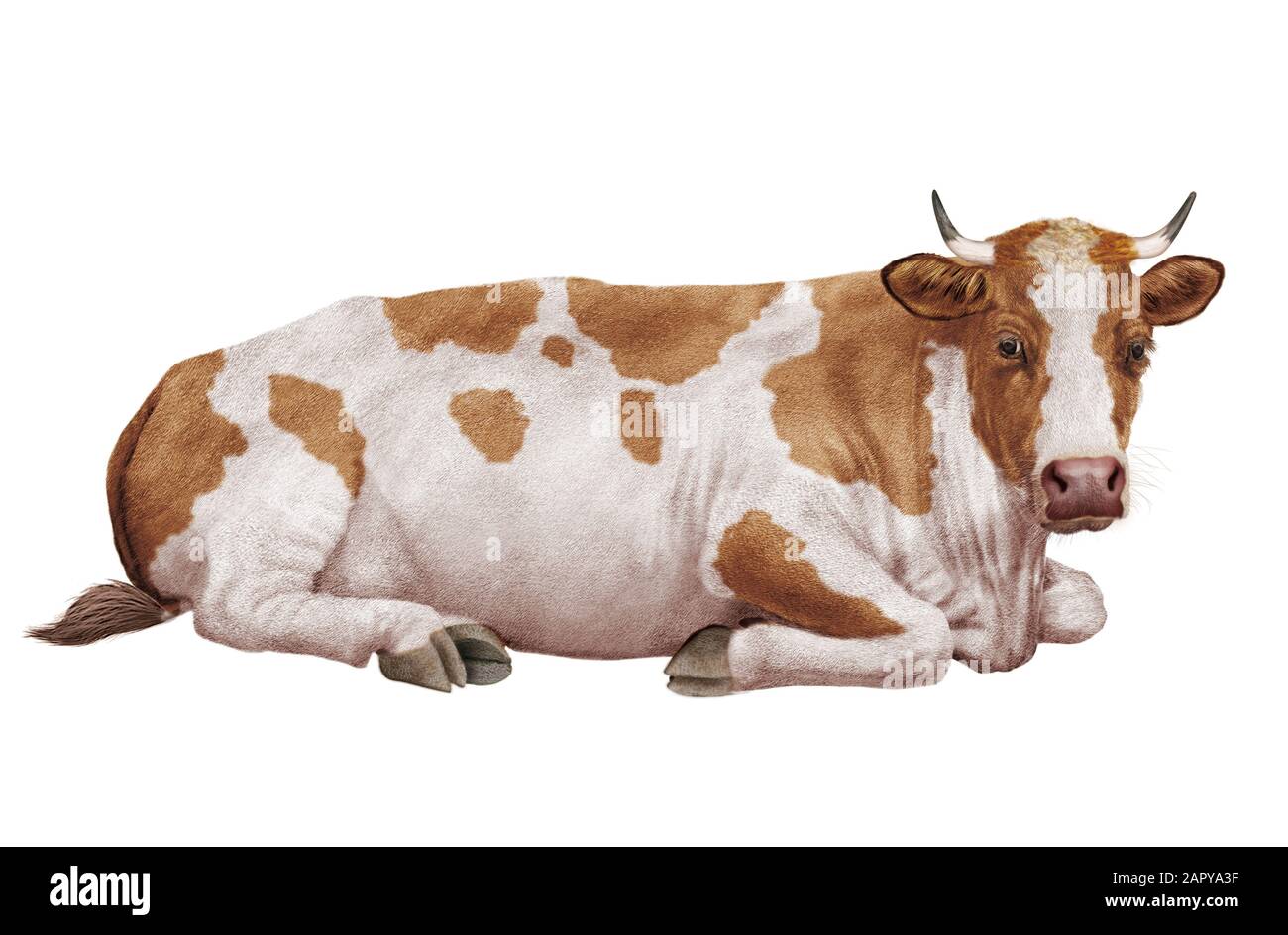 Cow illustration realistic design Stock Photo - Alamy