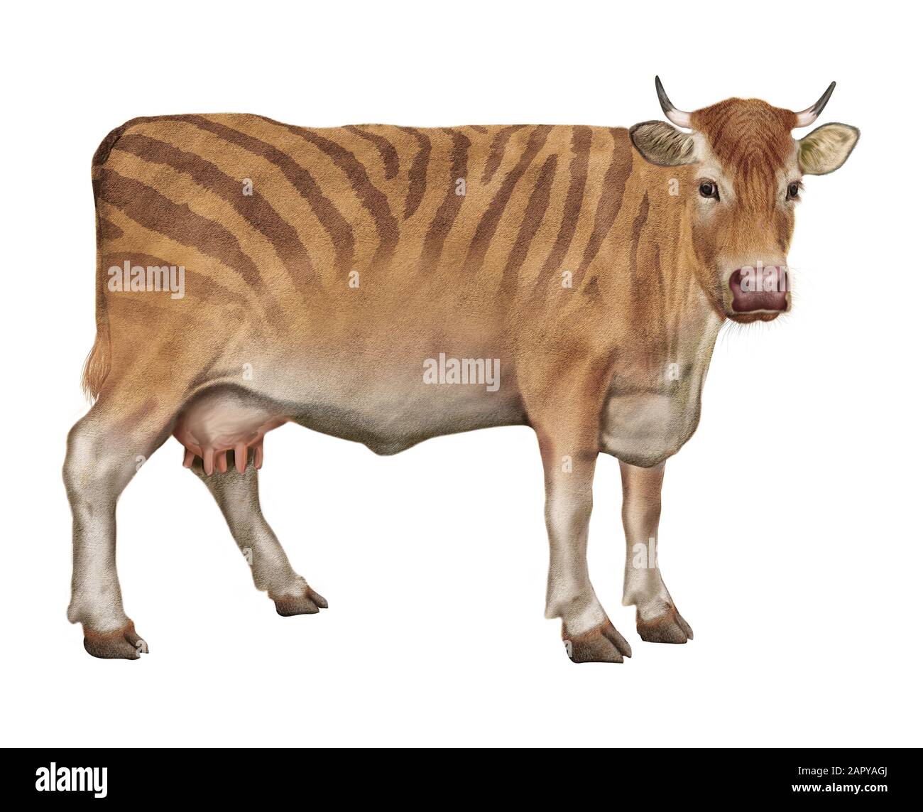 Cow illustration realistic design Stock Photo - Alamy