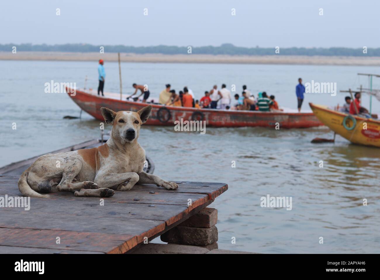 Stray dog is laying down by the Ganga River Stock Photo - Alamy