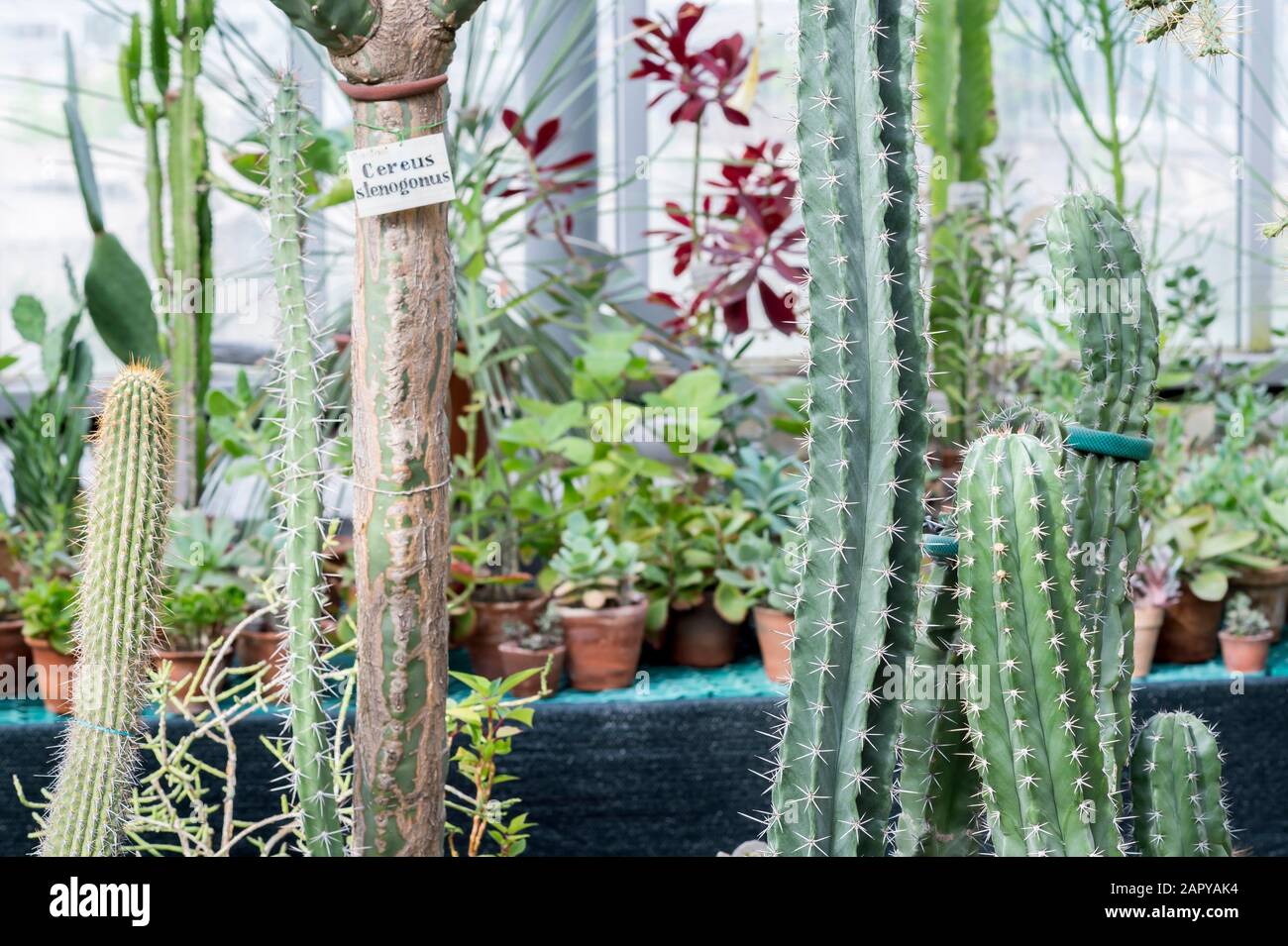 Cactus breeding. Variety of succulents in the greenhouse. Background ...