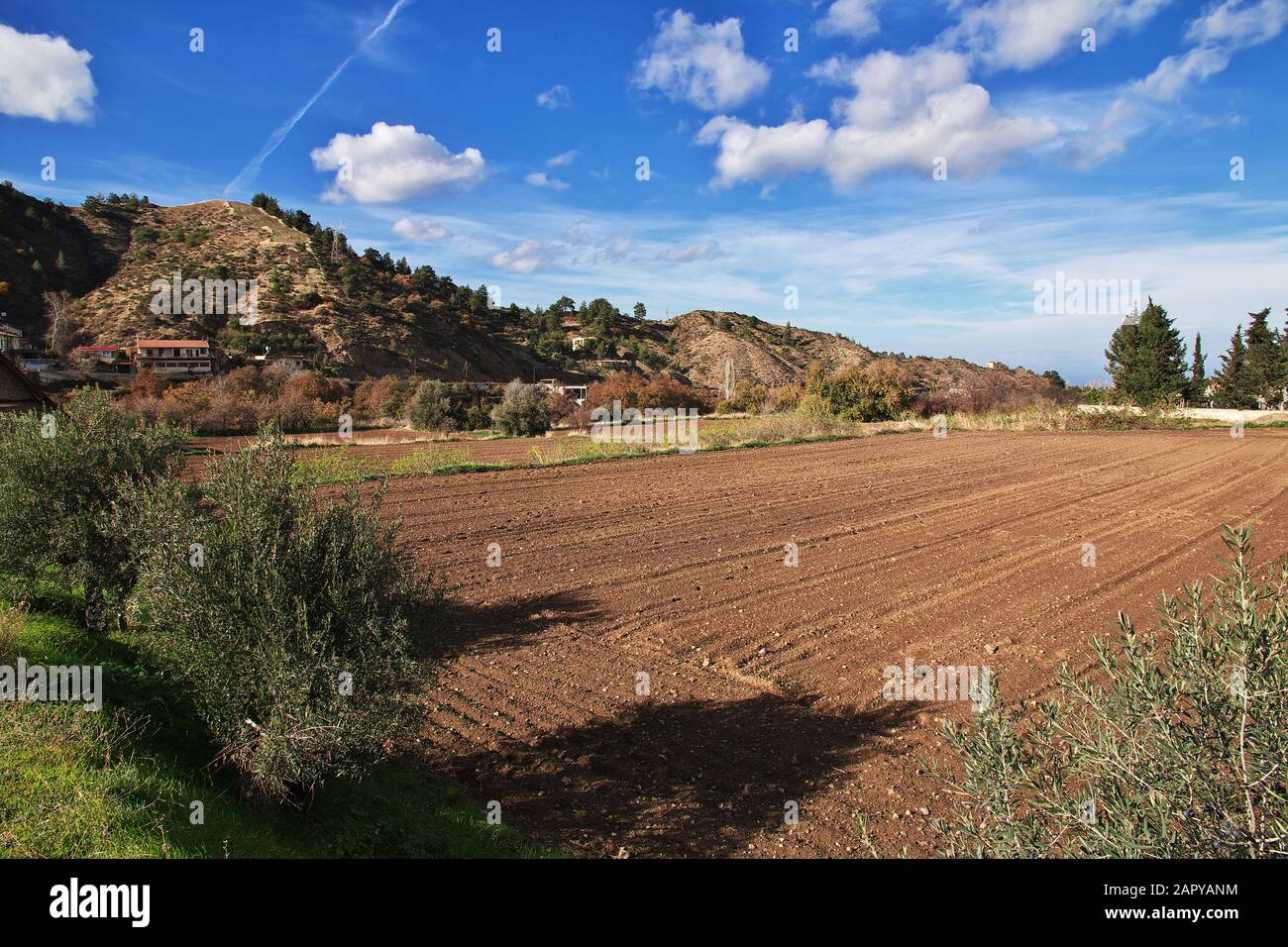 Olive trees in Galata, Cyprus Stock Photo - Alamy