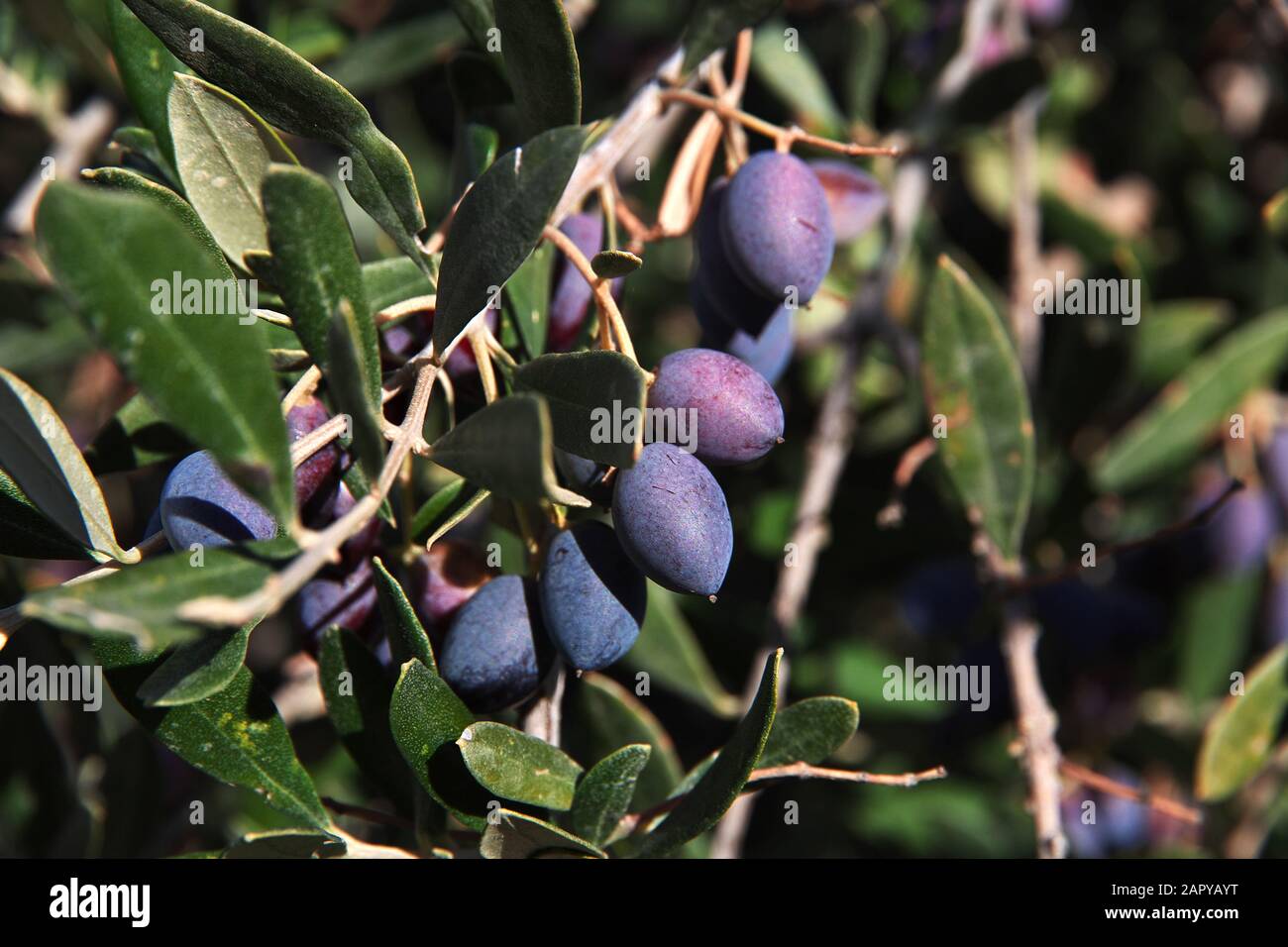 Olive trees in Galata, Cyprus Stock Photo - Alamy
