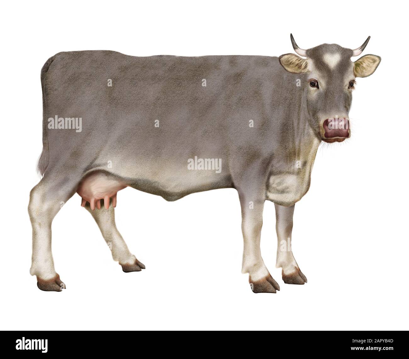 Cow illustration realistic design Stock Photo - Alamy