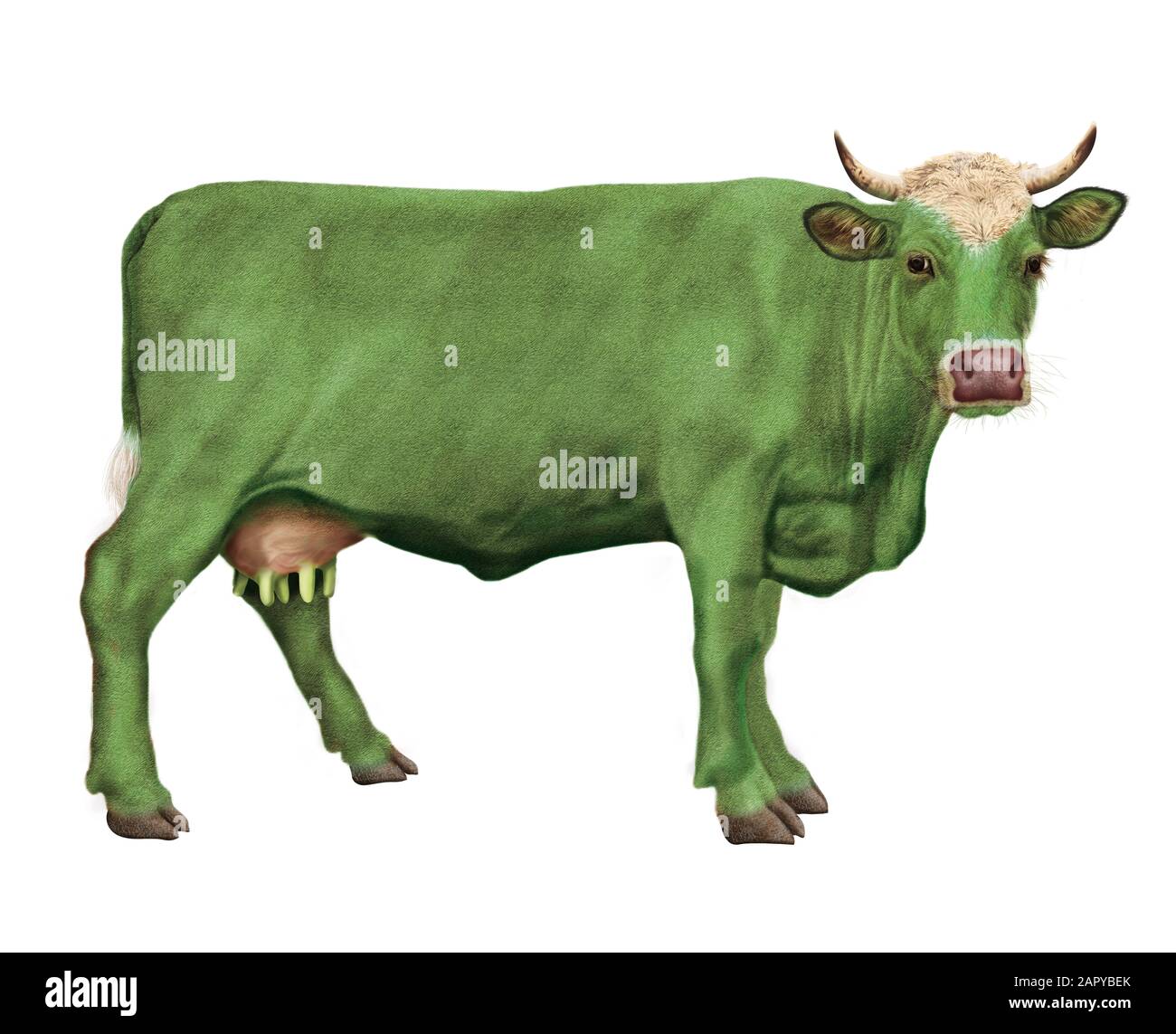Cow illustration realistic design Stock Photo - Alamy