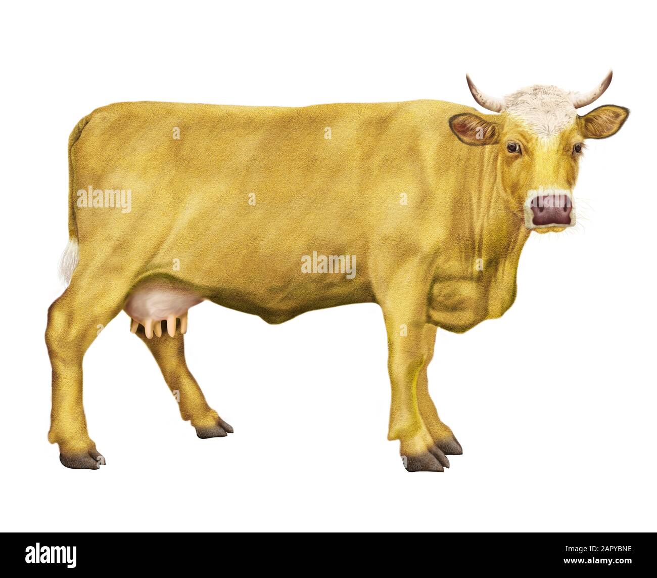 Cow illustration realistic design Stock Photo - Alamy