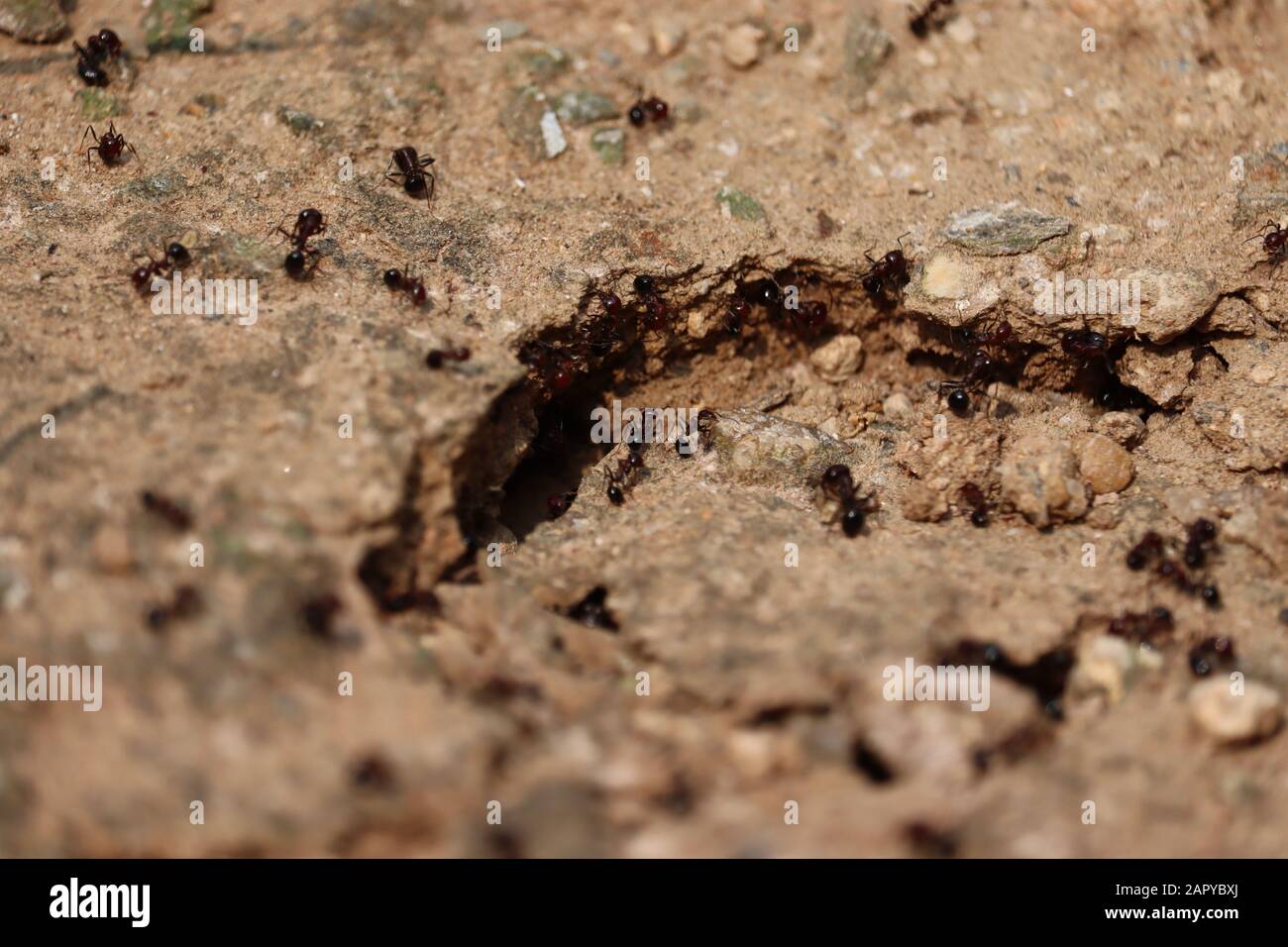 Colony of ants. A path of black ants. Ants in the sand of a private ...
