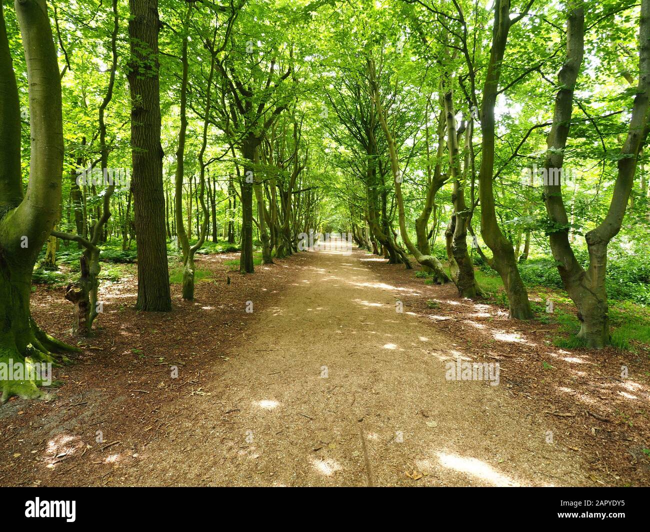 Landscape shot of a wide path with line green trees Stock Photo - Alamy