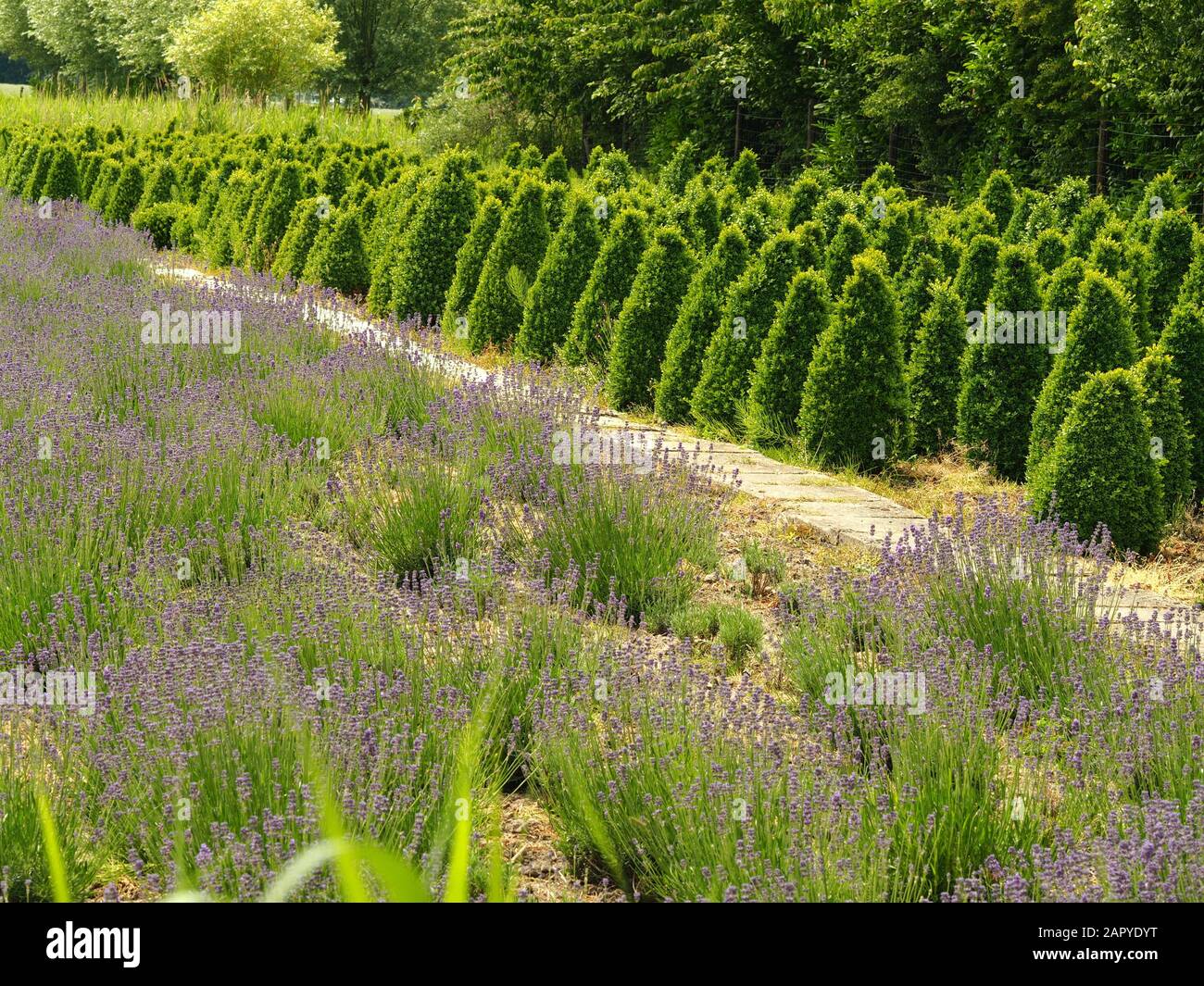 Dry fynbos backdrop hi-res stock photography and images - Alamy