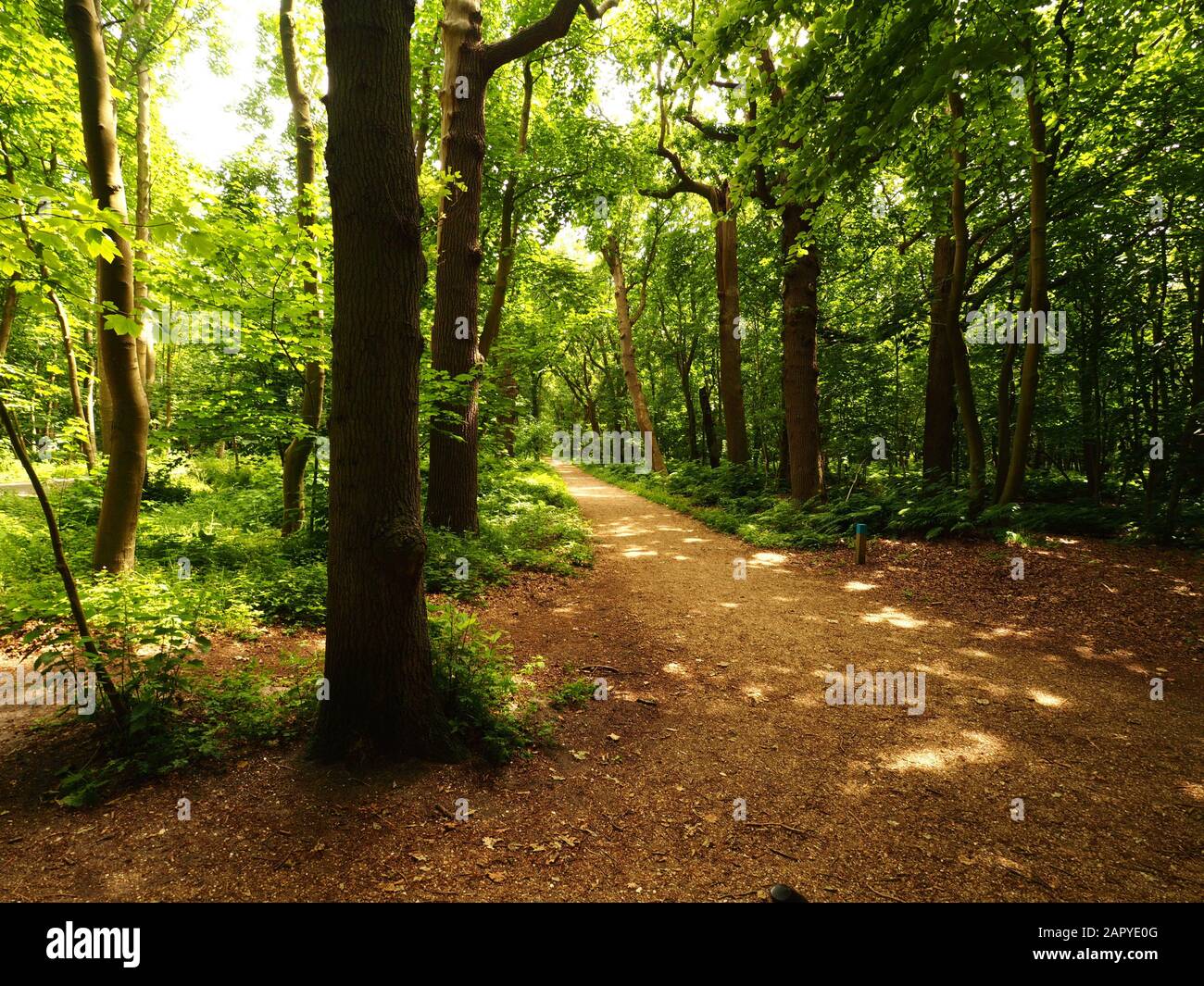 Landscape shot of narrow path line trees during daytime Stock Photo - Alamy