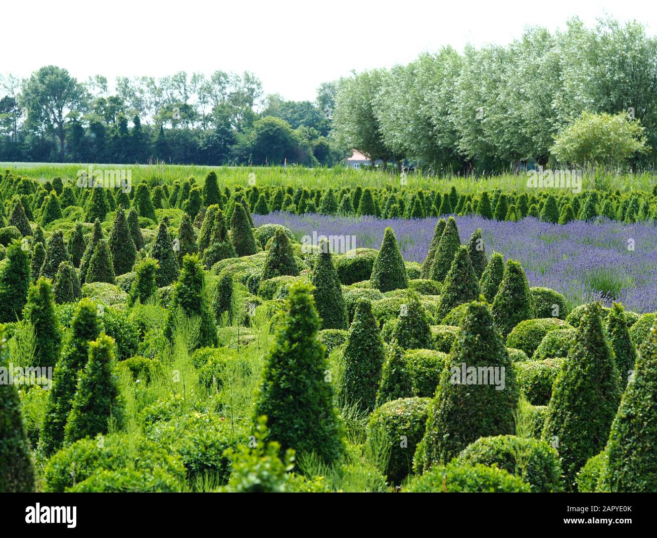 Wide shot of a field of thuja plant with different green trees, white ...